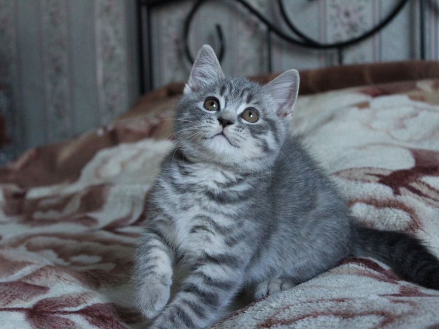 Мальчишка богатырь