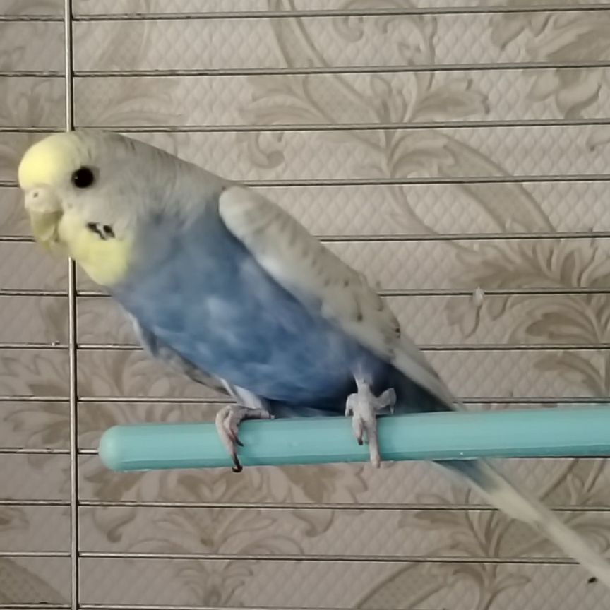 Волнистый попугай