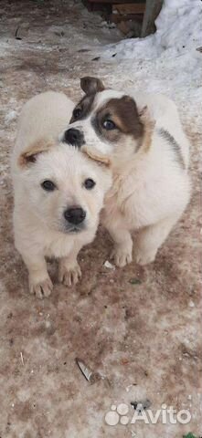 Щенки красатульки