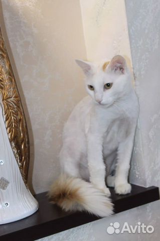 Кастрированный, привитый Снежок ищет дом