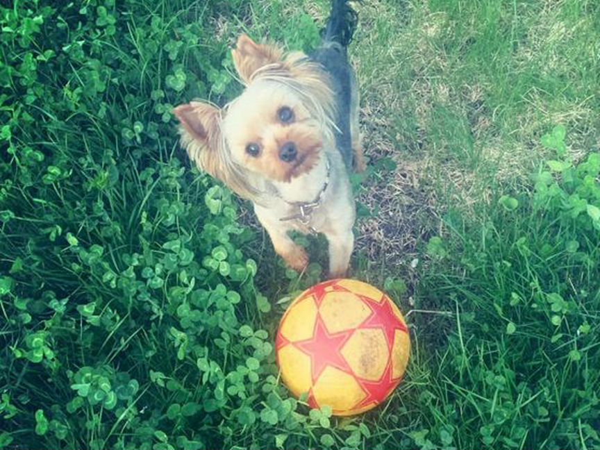 Йоркширский терьер вязка