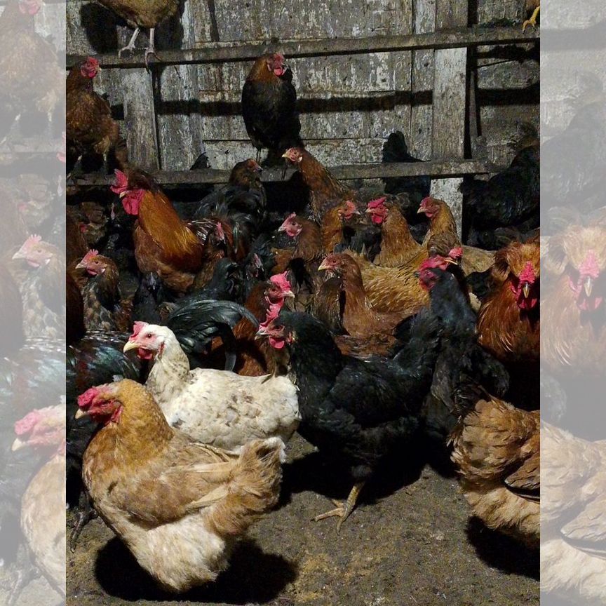 Куры несушки