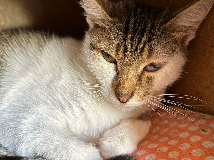 Кошечка Капля. Приют Некрасовка