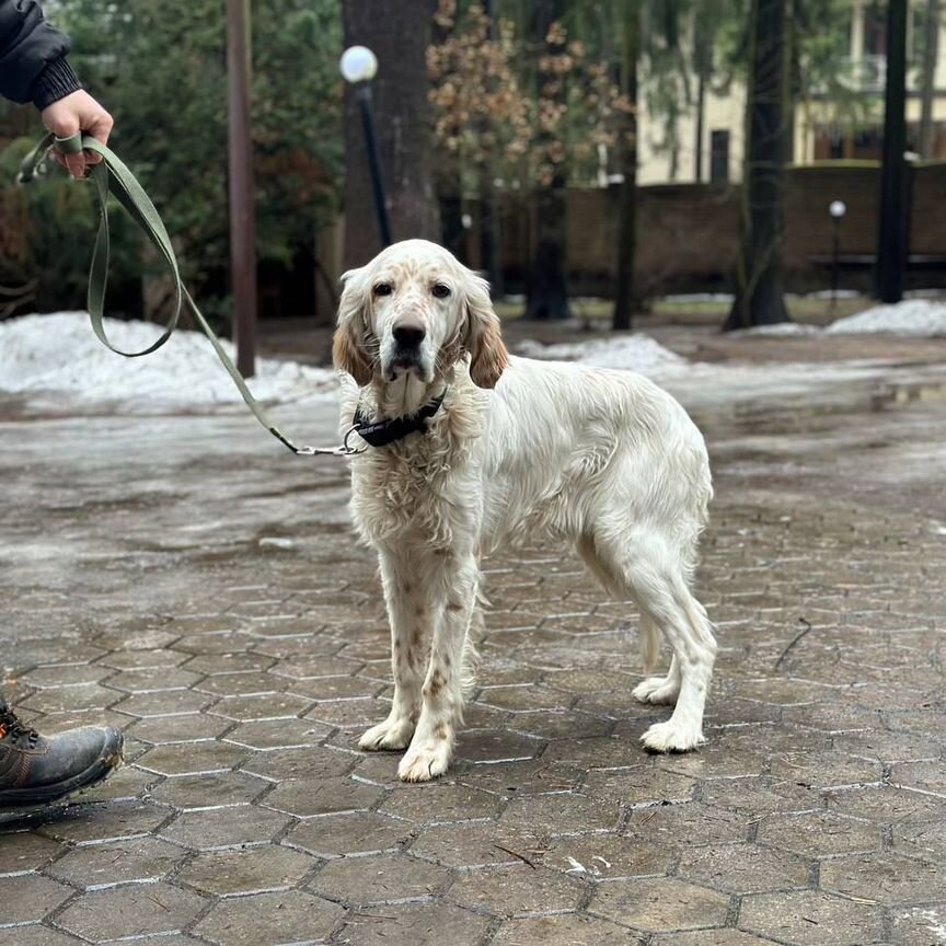 Сеттер