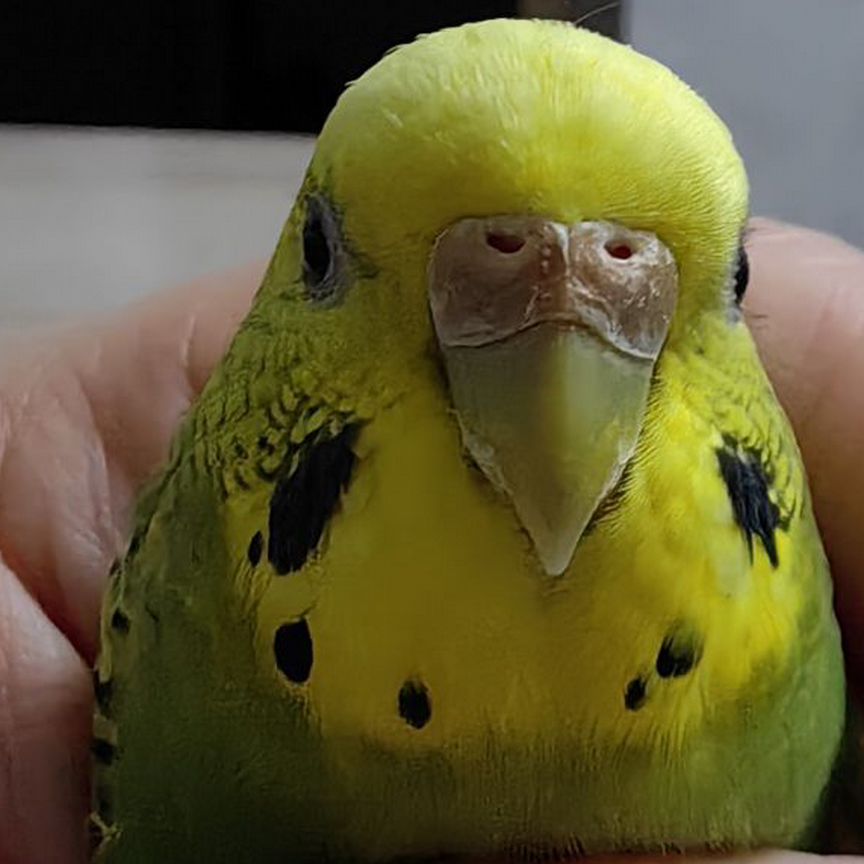 Продам самочку волнистого попугая