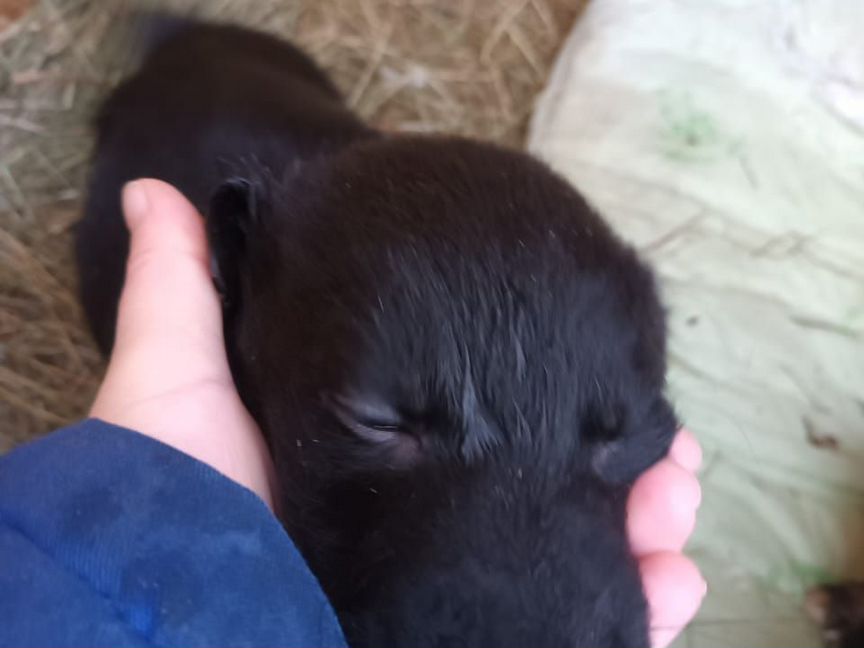 Щенки немецкой овчарки