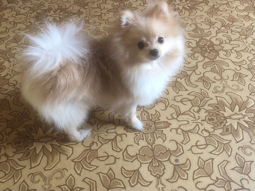 Померанский шпиц мини