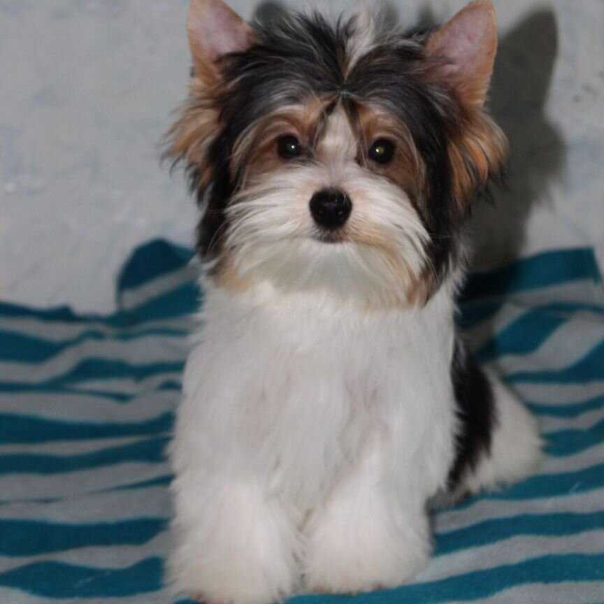 Мальчик стандарт