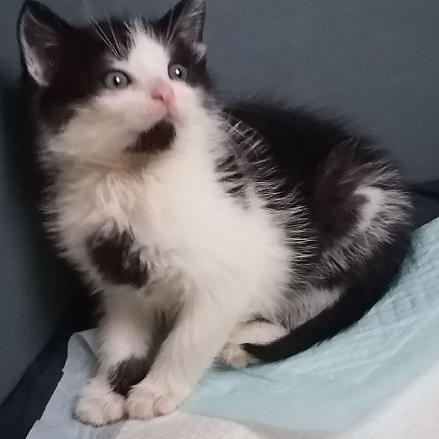 Котёнок в добрые руки