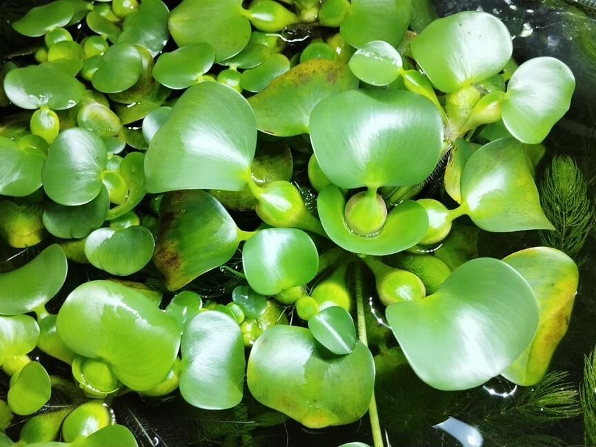 Эйхоргия (водный гиацинт), роголистник