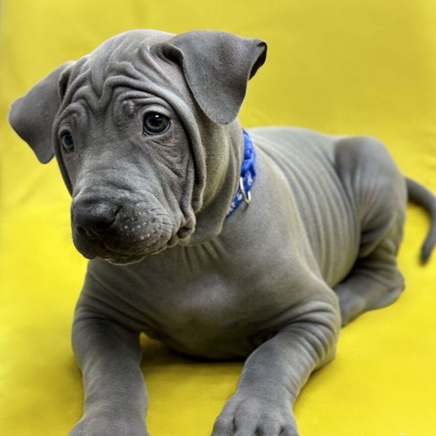 Тайский риджбек