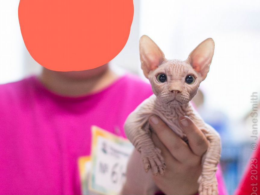 Канадский сфинкс, бамбино, котята