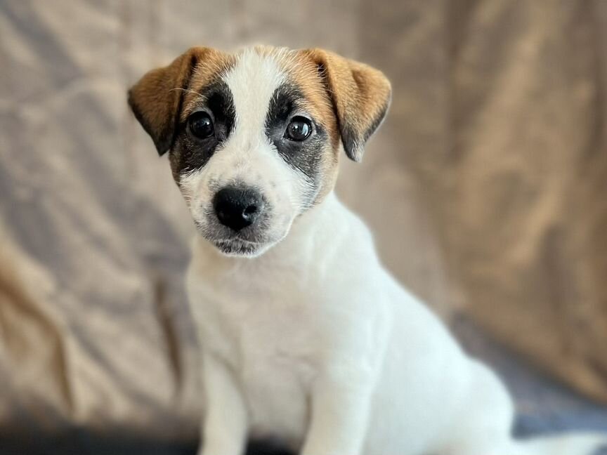 Джек рассел терьер