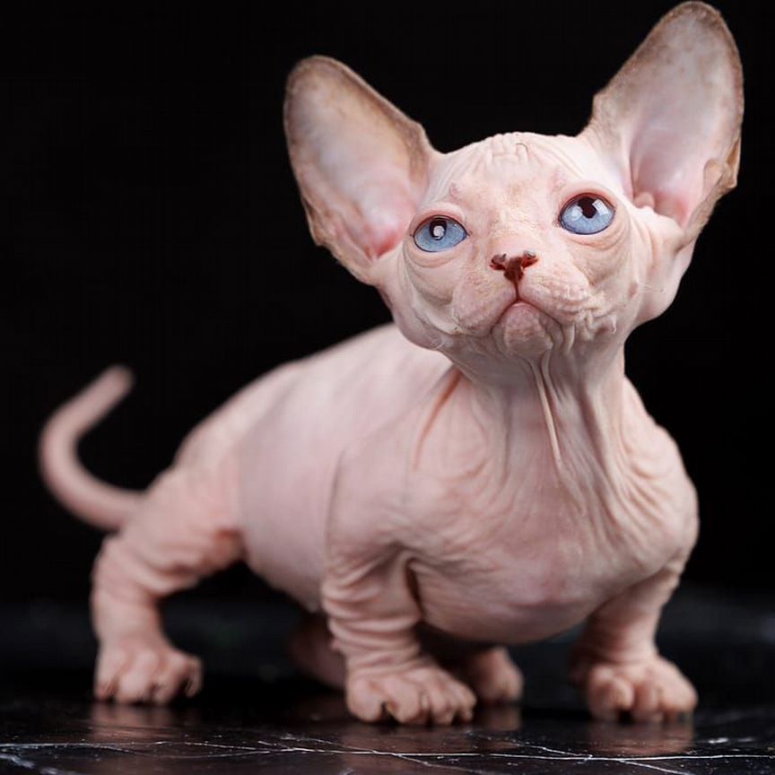 Бамбино котёнок