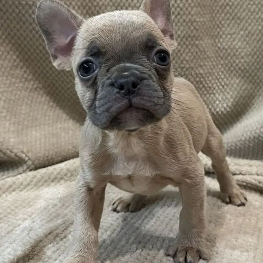 Французский бульдог, щенок