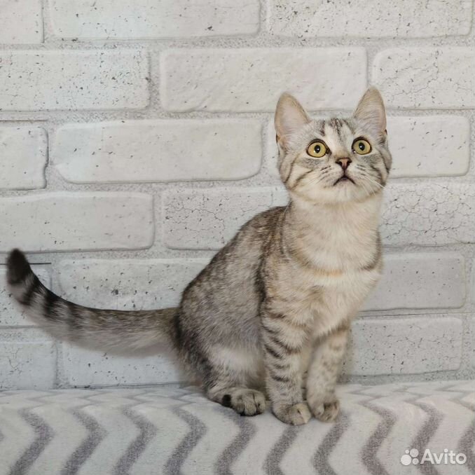 Серебристая красавица ищет дом, 5 месяцев