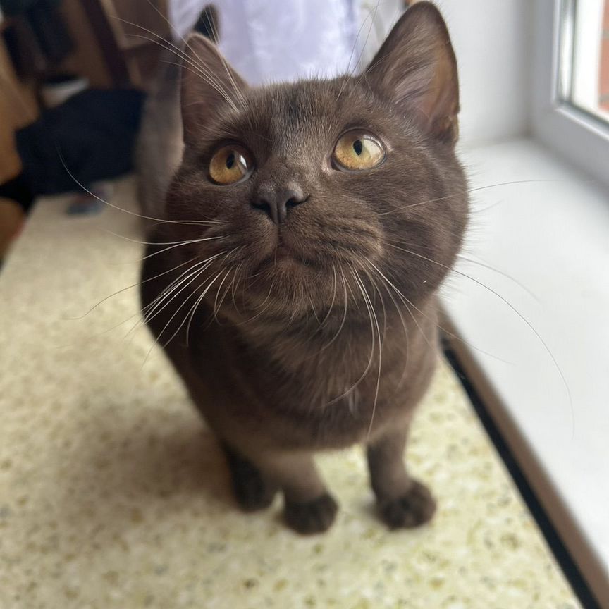 Котик
