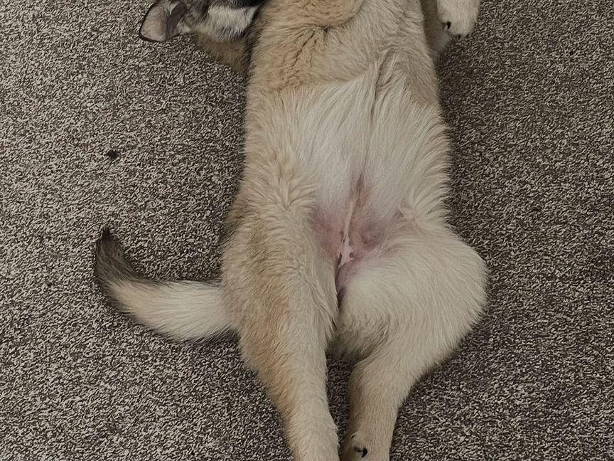 Щенки,метисы аляскинского маламута