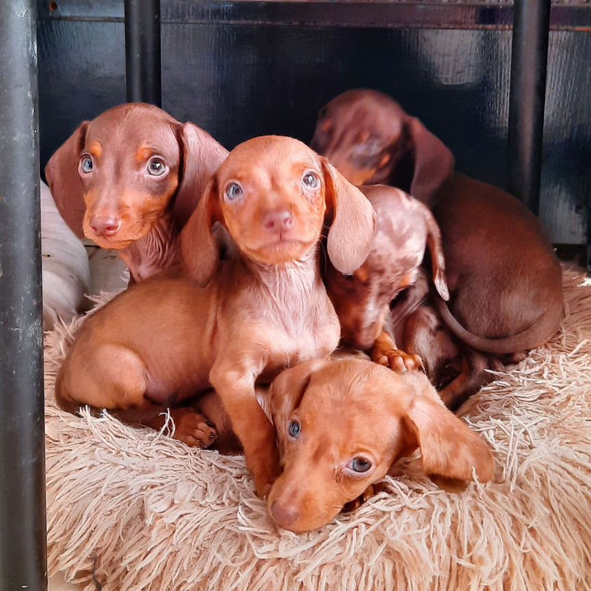 Малыши таксы