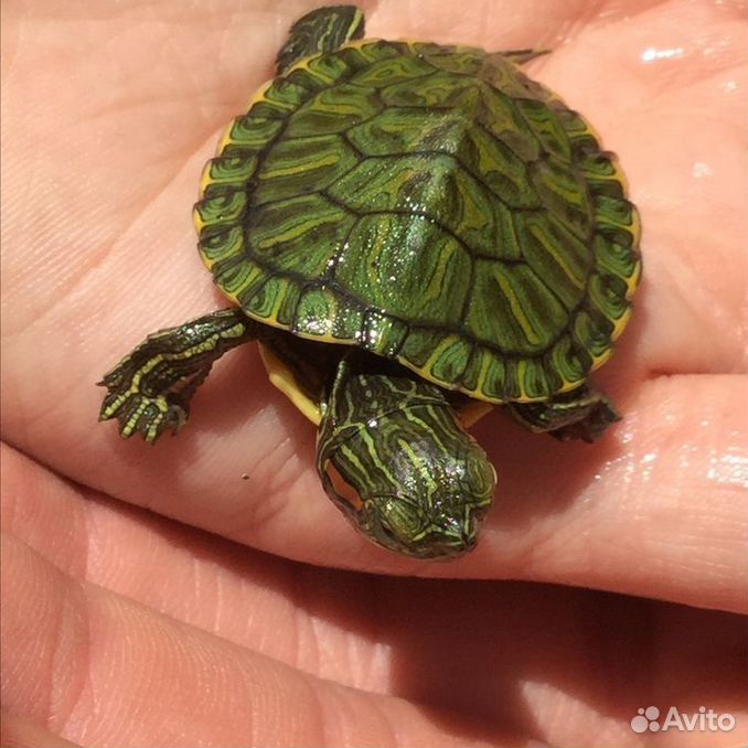 Красноухая черепаха (водная)