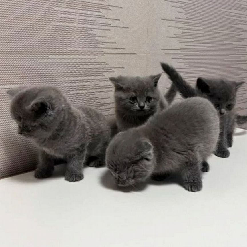 Британские котята