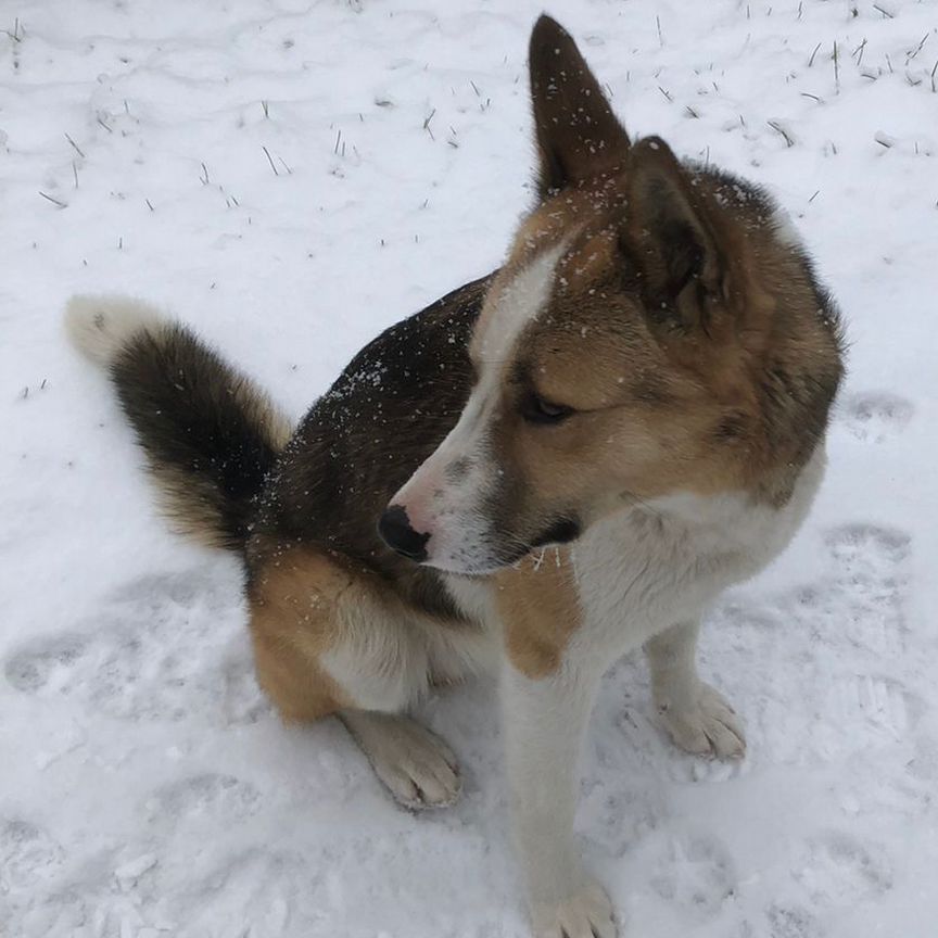 Взрослый пёс в добрые руки