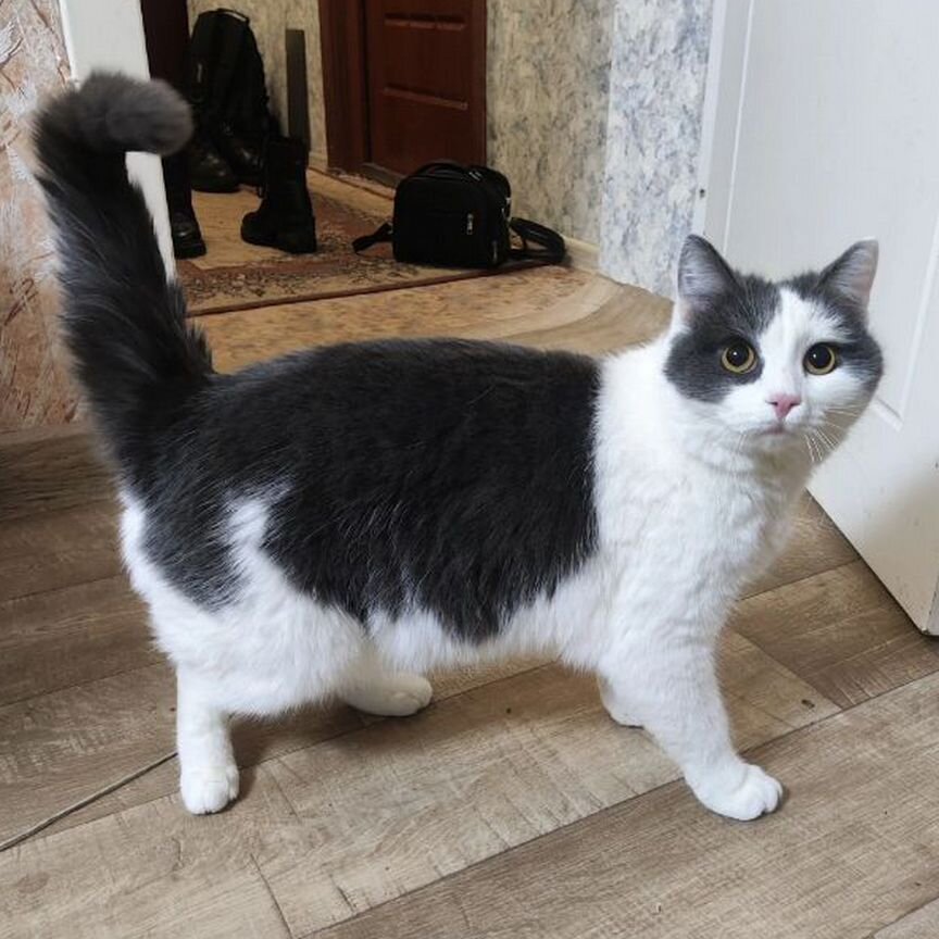 Котик ищет новую семью. Только в заботливые руки
