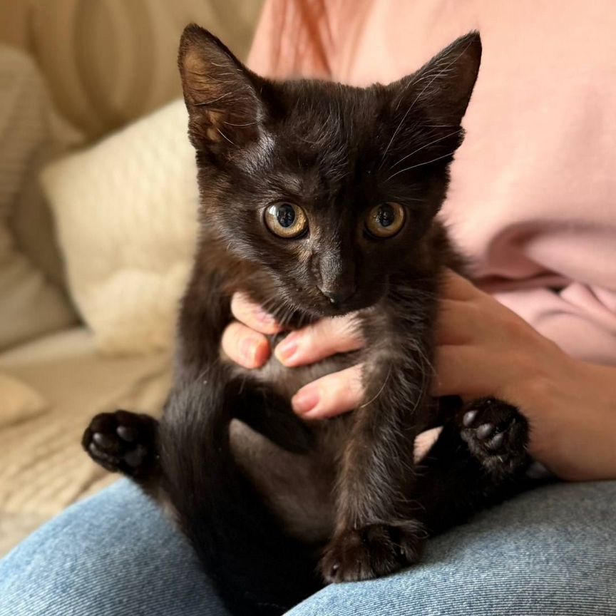 Котёнок в добрые руки