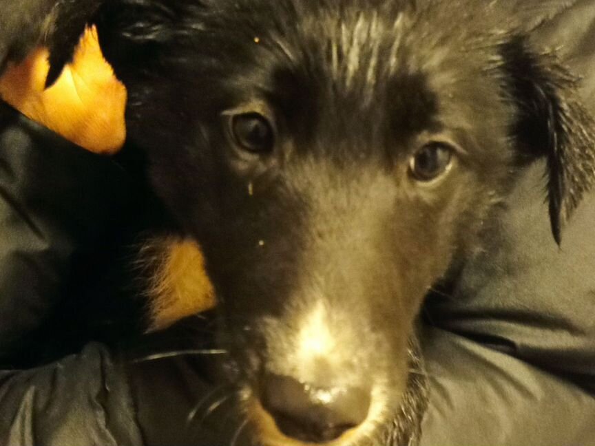 Домашний щенок выброшен на мороз