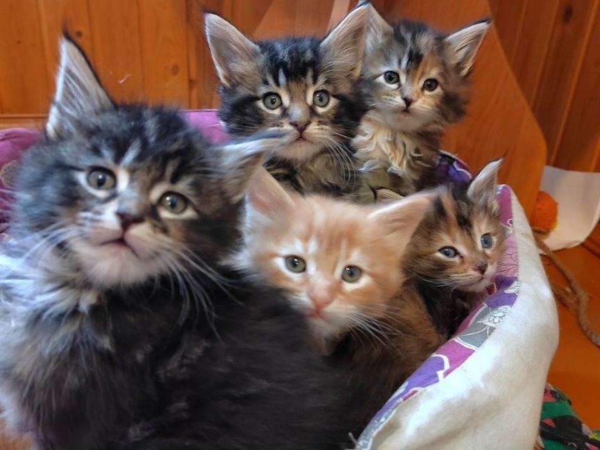 Котята мейн-кун