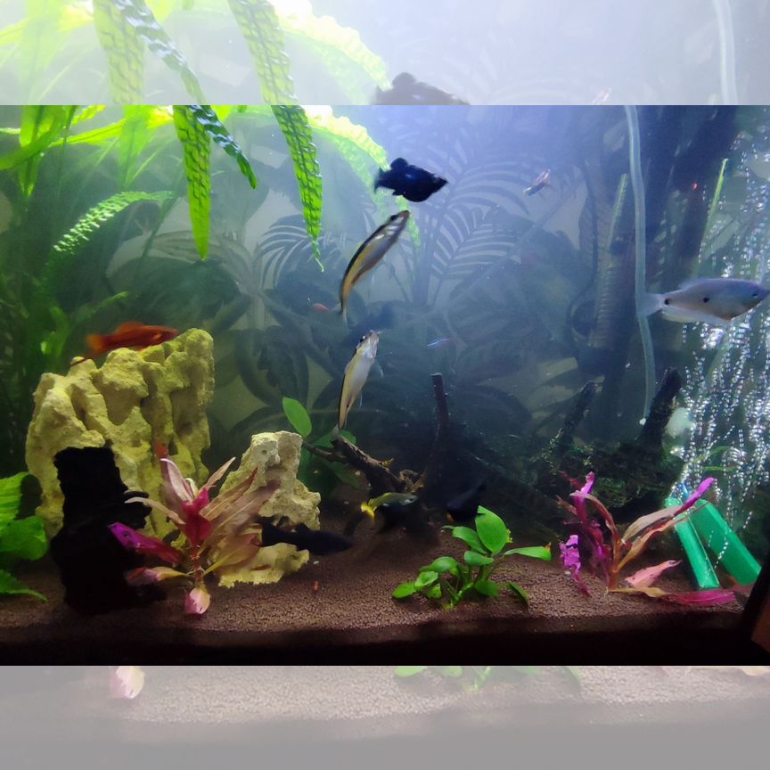 Аквариум с рыбками