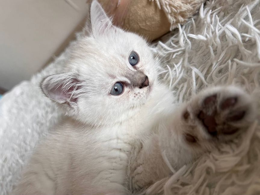 Шотландскиий чистокровный мальчик(арлекин)