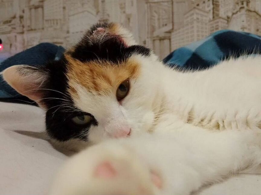 Особенная кошка ищет дом