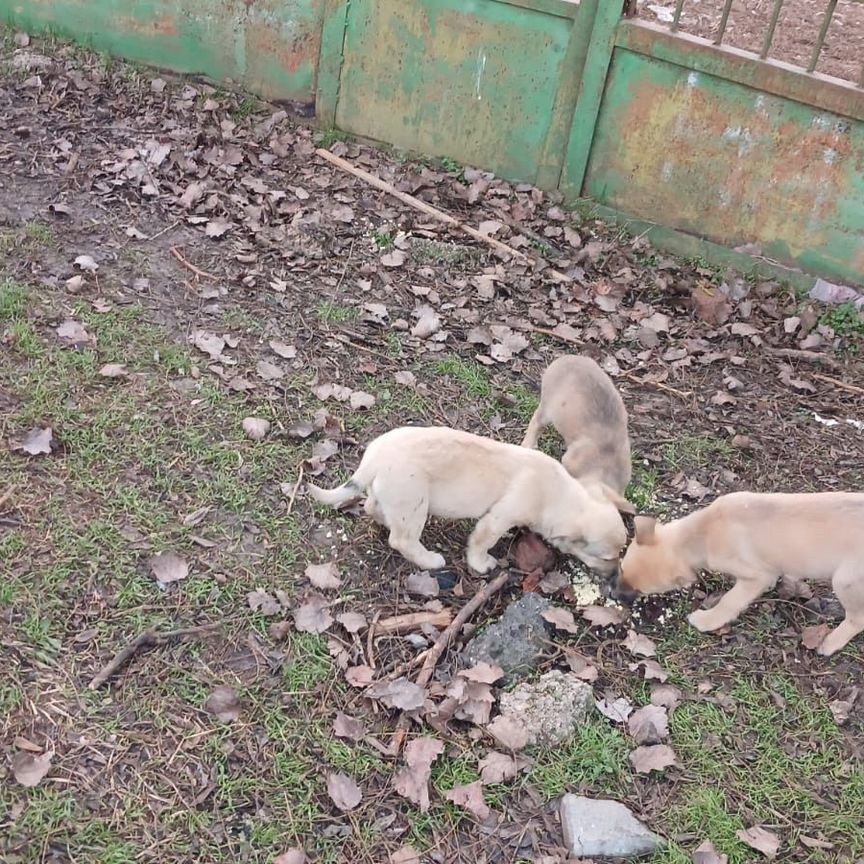 Шенки в добрые руки