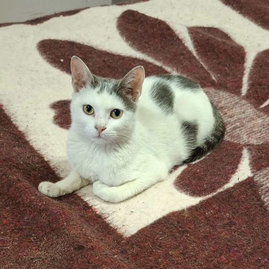 Кошечка