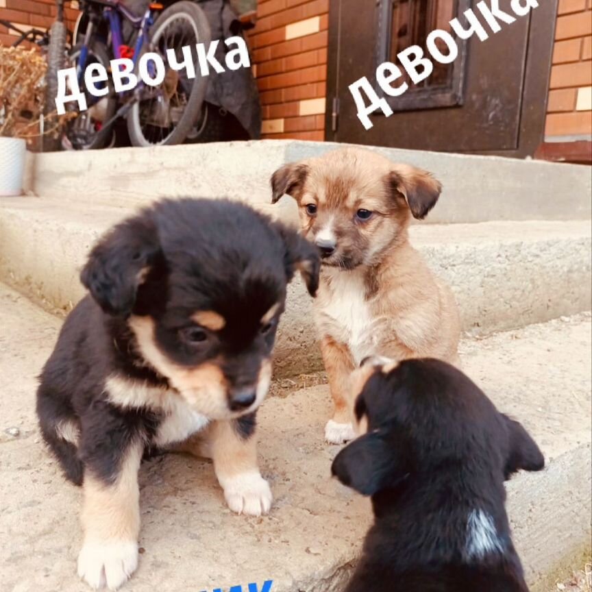 Щенки бесплатно