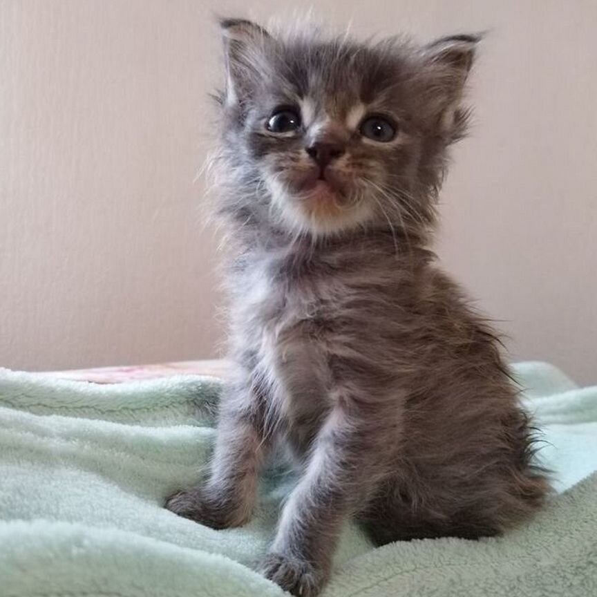 Котята мэйн кун