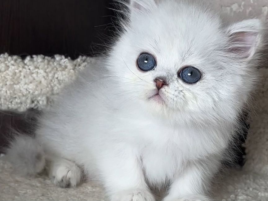 Персидская шиншилла девочка