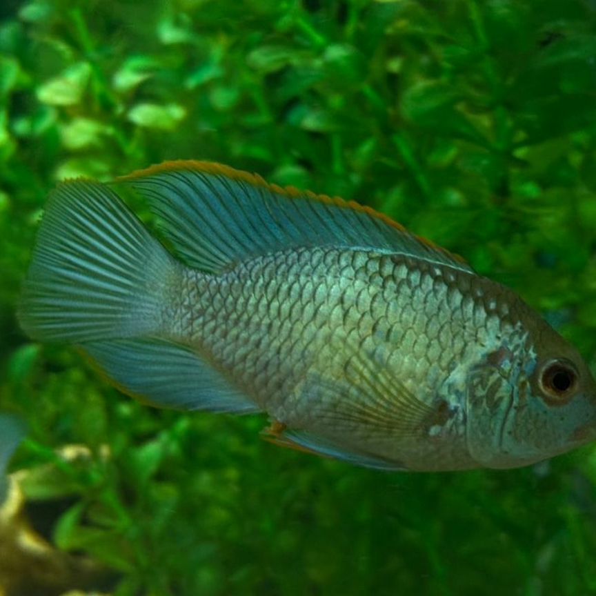 Рыбки цихлиды нанокара электрик блю