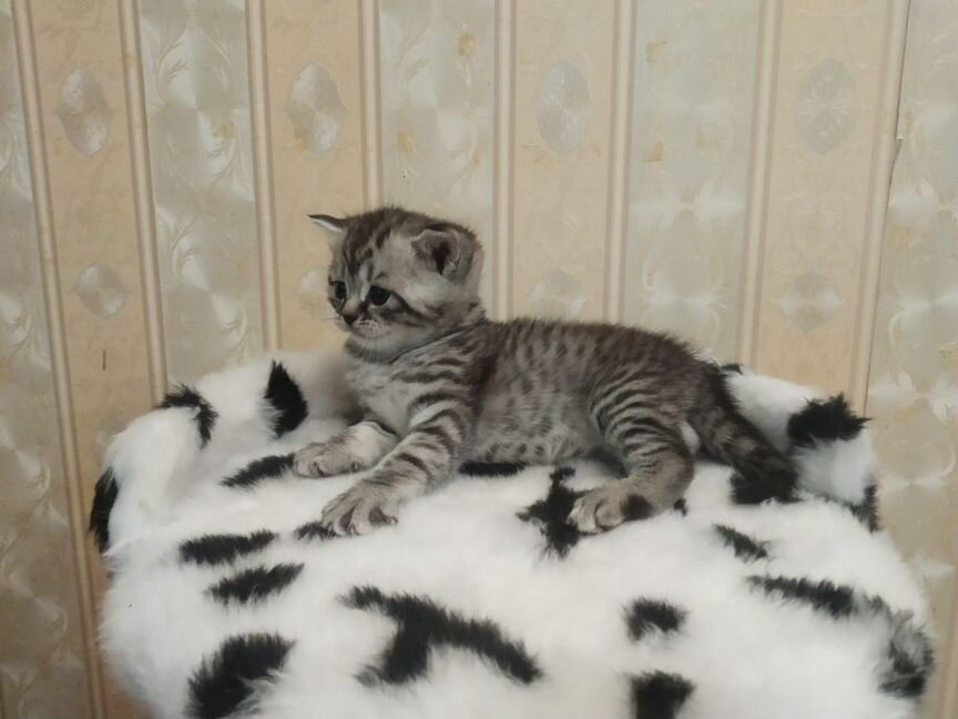 Британские котята