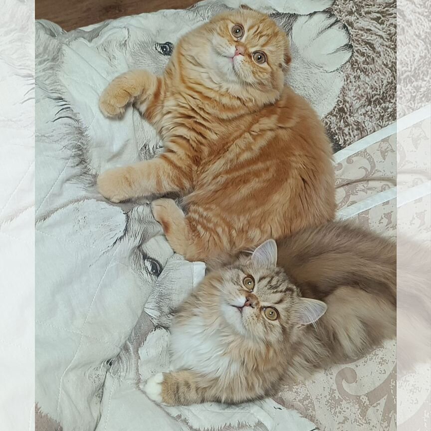 Шотландский вислоухий длинношёрстный котёнок