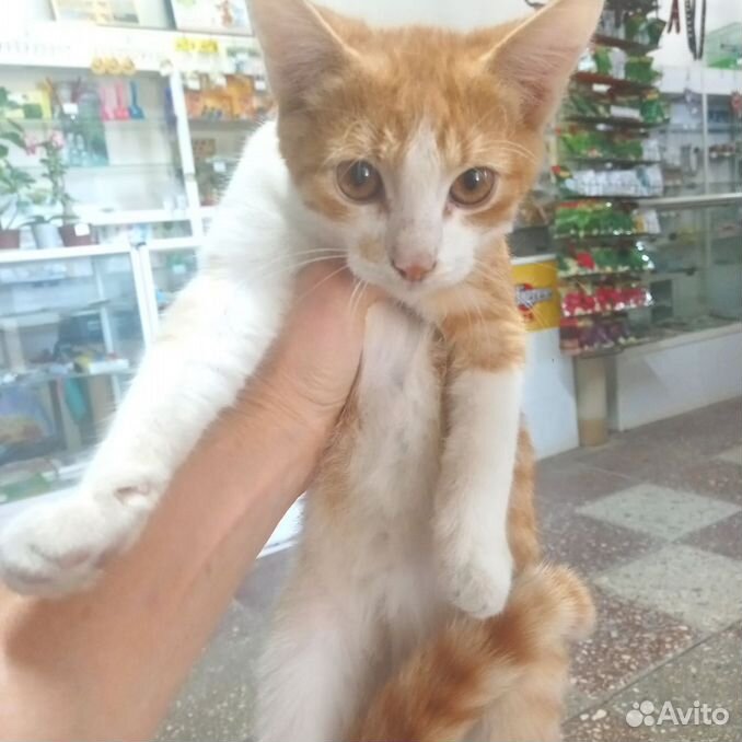 Котята бесплатно разного возраста