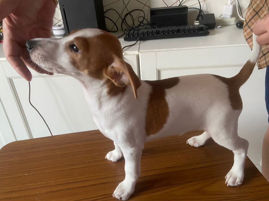 Джек рассел терьер