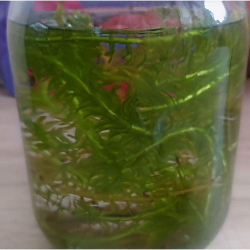 Водоросли для морского аквариума