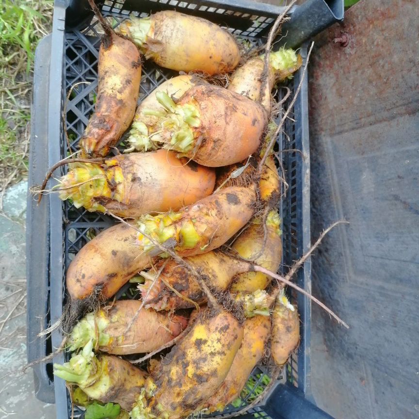 Свёкла кормовая