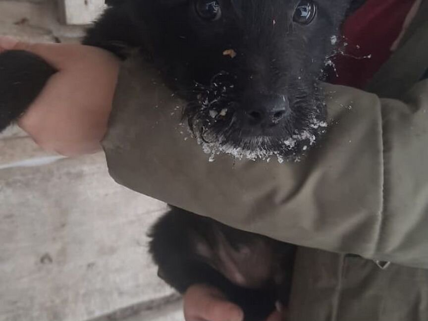 Собака в добрые руки