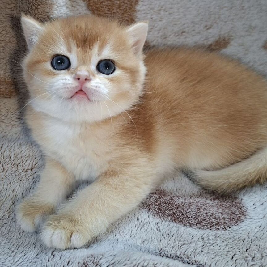 Британский короткошёрстный котёнок