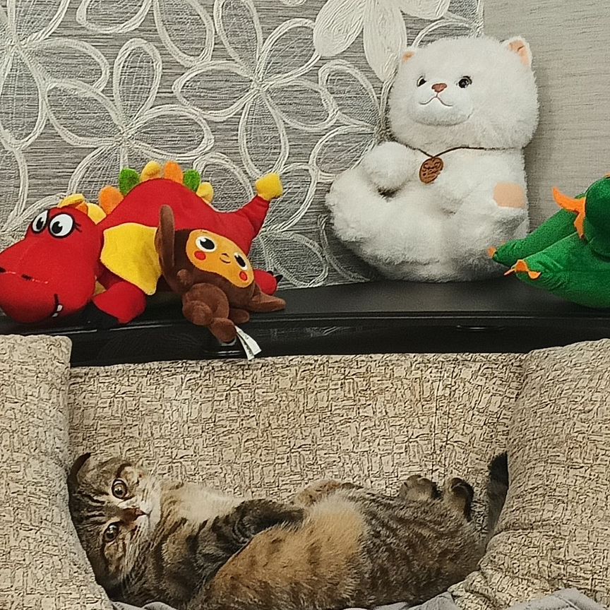 Отдам кота в добрые руки бесплатно