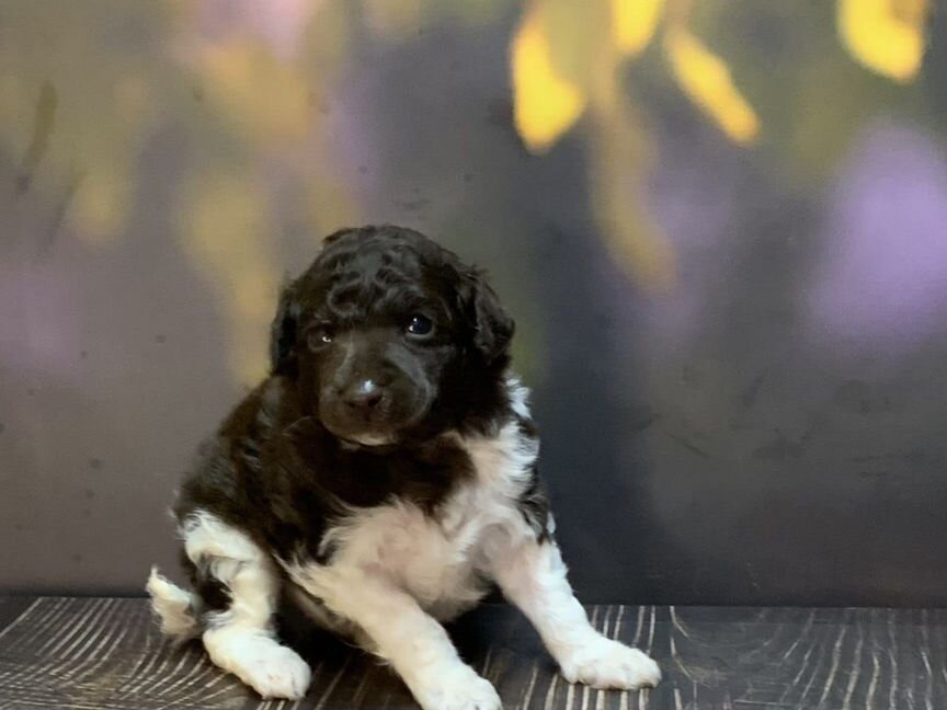 Пудель мальчик