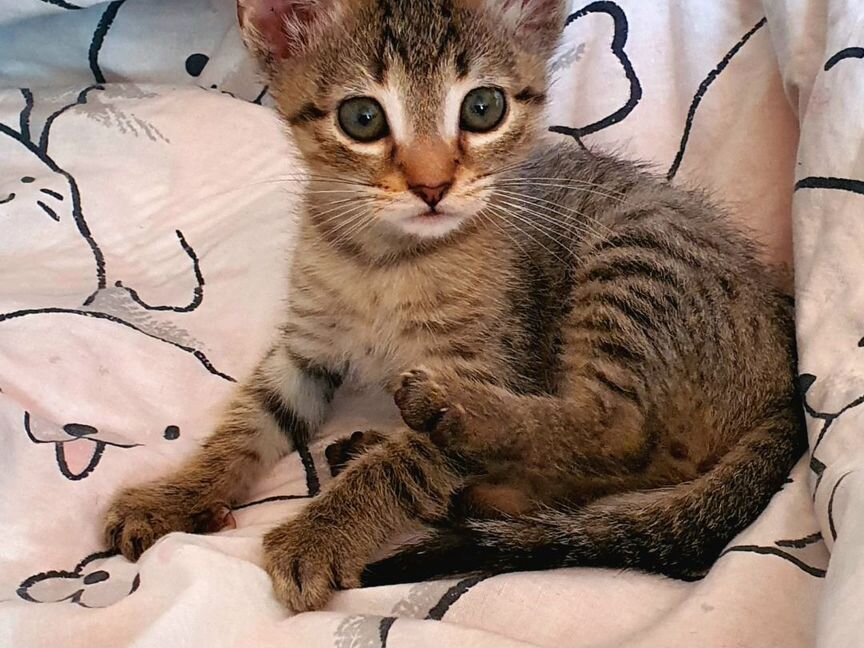 Котята в добрые руки бесплатно